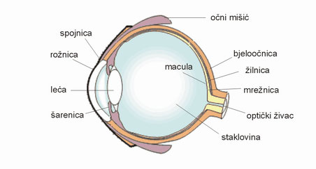 Staklasto tijelo (staklovina, corpus vitreum)